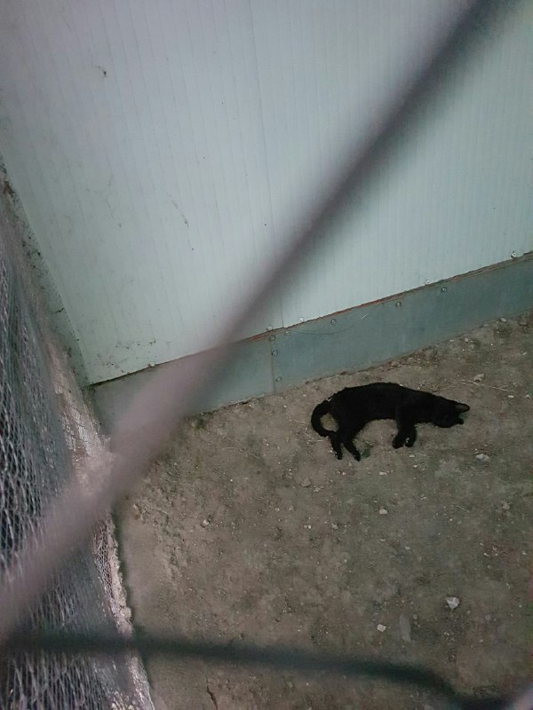 gato-muerto - GetafeCapital.com